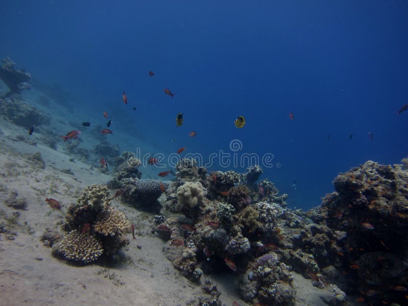 Fishes and Coral at the Ground Stock Photo - Image of bottom, life ...