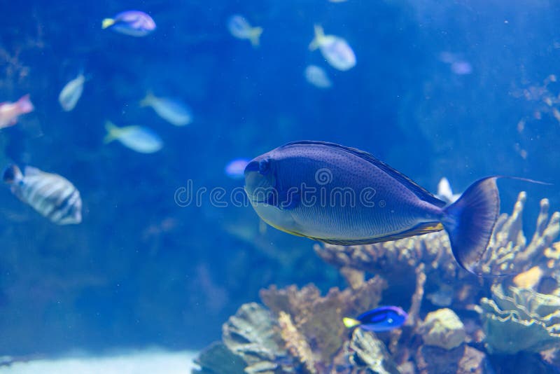 Fishes and Corals Inside a Big Blue Aquarium Tank Stock Photo - Image ...