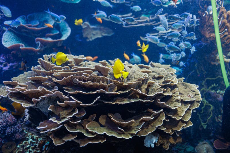 Fishes and Corals Inside a Big Blue Aquarium Tank Stock Image - Image ...