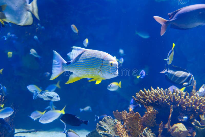 Fishes and Corals Inside a Big Blue Aquarium Tank Stock Image - Image ...