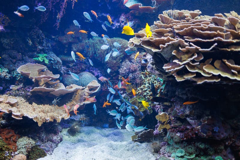 Fishes and Corals Inside a Big Blue Aquarium Tank Stock Photo - Image ...