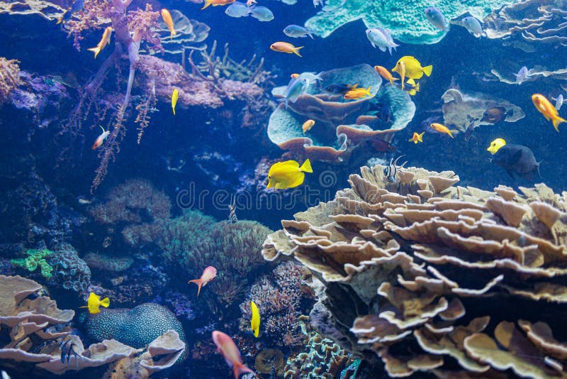 Fishes and Corals Inside a Big Blue Aquarium Tank Stock Image - Image ...