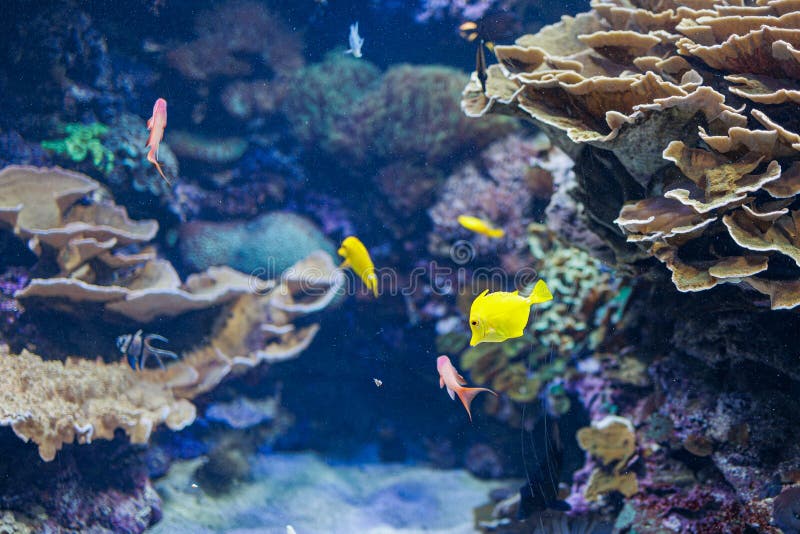 Fishes and Corals Inside a Big Blue Aquarium Tank Stock Photo - Image ...
