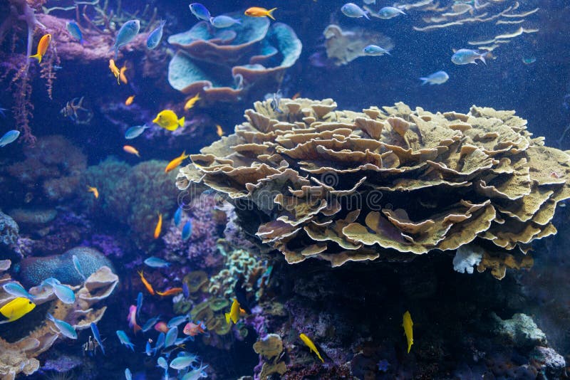 Fishes and Corals Inside a Big Blue Aquarium Tank Stock Image - Image ...