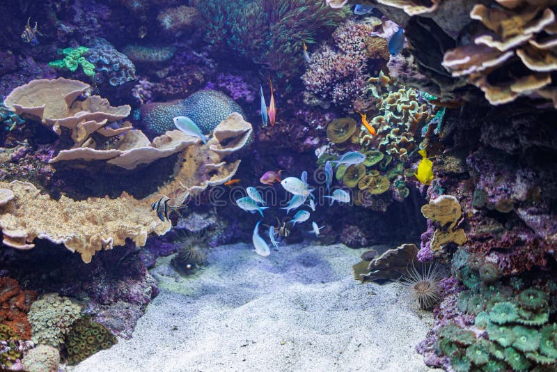 Fishes and Corals Inside a Big Blue Aquarium Tank Stock Image - Image ...