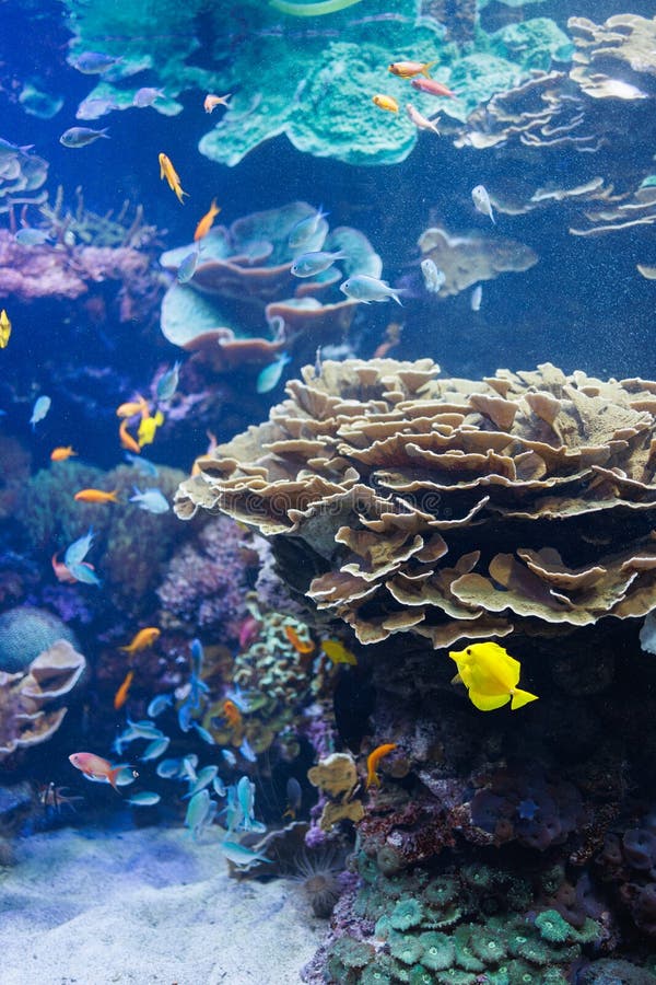 Fishes and Corals Inside a Big Blue Aquarium Tank Stock Photo - Image ...
