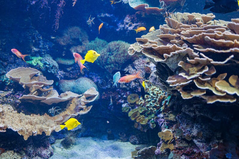 Fishes and Corals Inside a Big Blue Aquarium Tank Stock Photo - Image ...