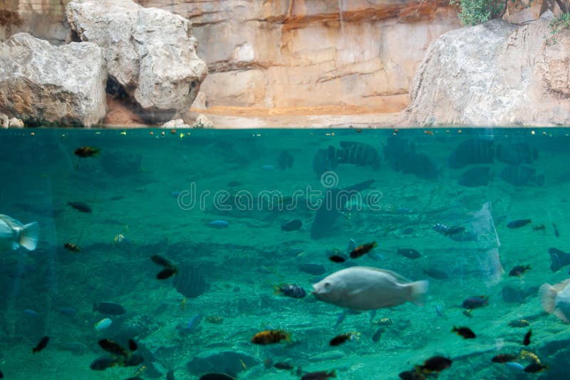 Fishes and Corals Inside a Big Blue Aquarium Tank Stock Image - Image ...