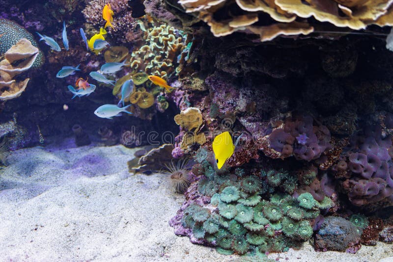 Fishes and Corals Inside a Big Blue Aquarium Tank Stock Image - Image ...