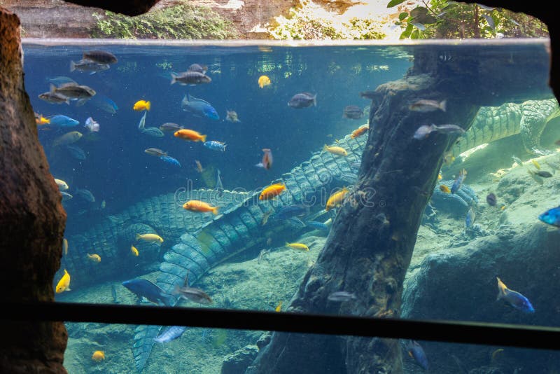 Fishes and Corals Inside a Big Blue Aquarium Tank, in the Background ...