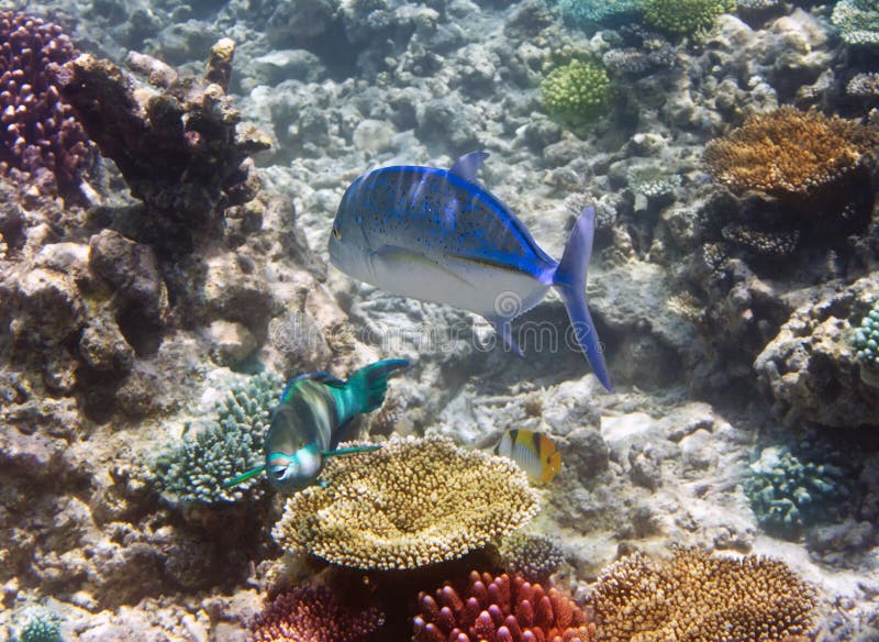 Fishes in Corals. Underwater World Stock Photo - Image of island ...
