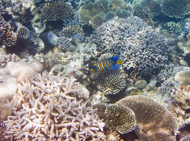 Fishes in Corals. Underwater World Stock Photo - Image of bright ...