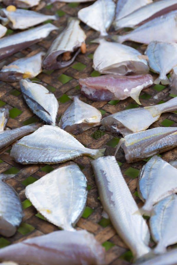 Sun-dried Fish stock image. Image of dried, fresh, nature - 102461403