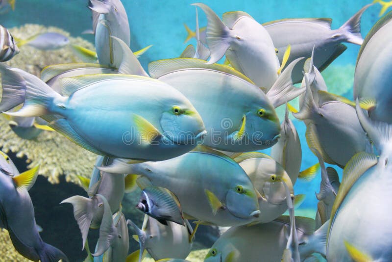 Two fishes stock photo. Image of charm, color, fresh, colorful - 2262112