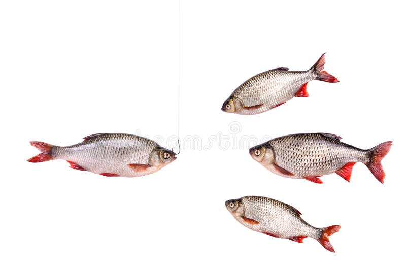 Fishes and Fish on a Hook, Isolated on White, Clipping Path Stock Photo ...