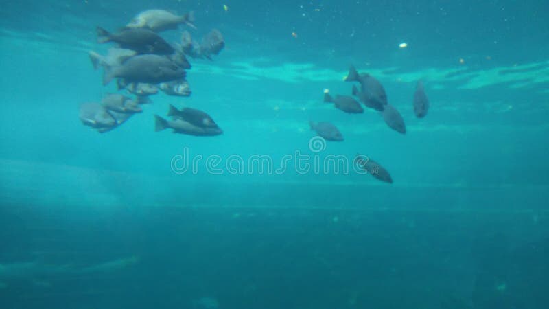 Fishes stock photo. Image of nature, underwater, fish - 93377482