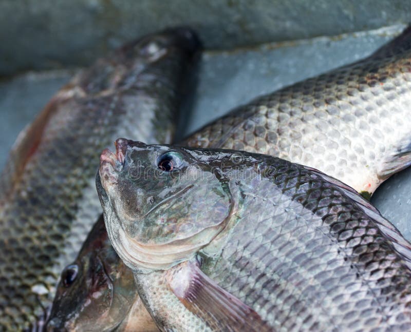 Fishes stock photo. Image of meal, display, grocery, market - 33623568