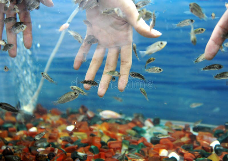 Fishes in hands stock image. Image of interesting, beautiful - 22315195
