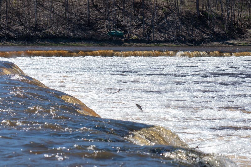 Fish Jumping Up in Waterfall and Going Upstream for Spawning Stock ...