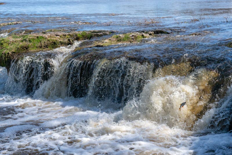 Fish Jumping Up in Waterfall and Going Upstream for Spawning Stock ...