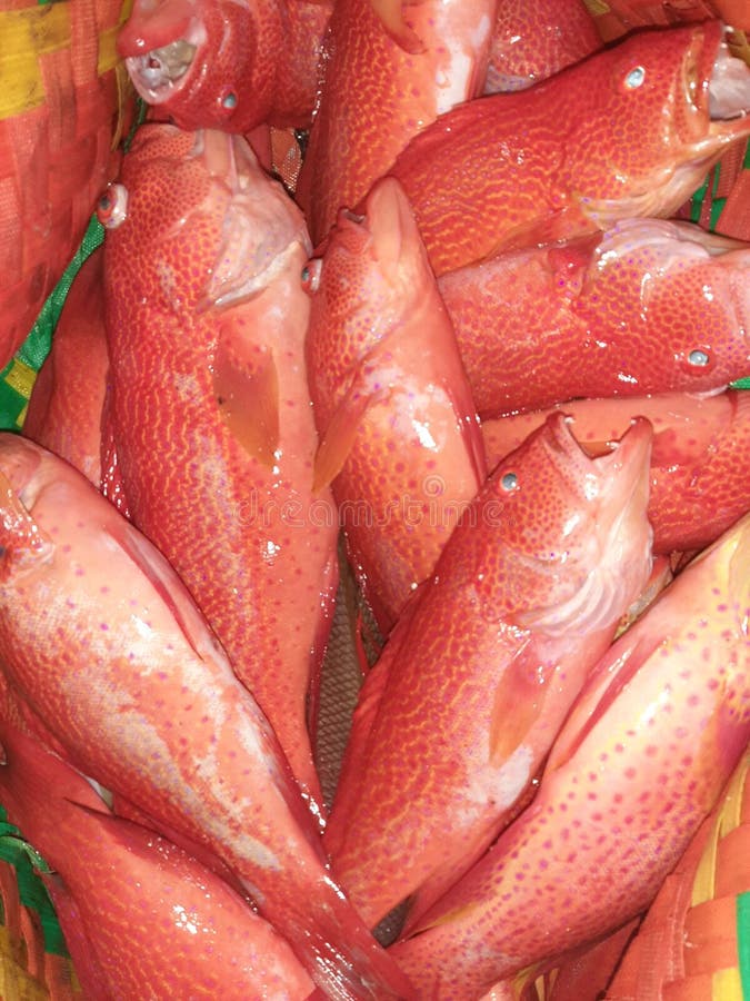 242 Fishes Mauritius Stock Photos - Free & Royalty-Free Stock Photos ...