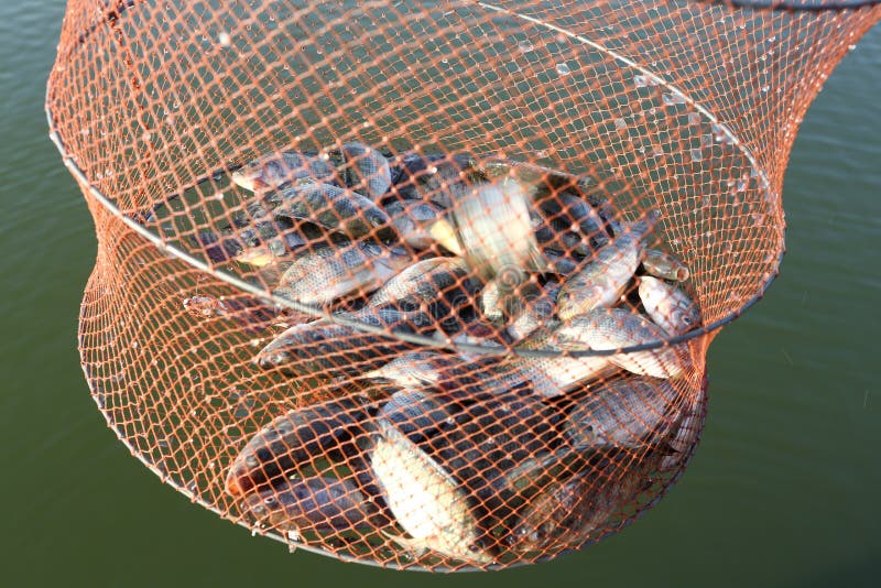 Fishes in mesh bag stock image. Image of mesh, trapped - 27451517