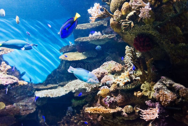 Fishes in Natural Environment Stock Image - Image of exotic, predator ...