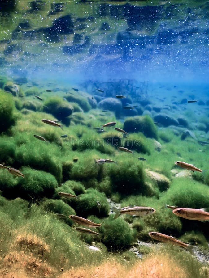 Fishes in Natural Habitat, Freshwater Fishes Stock Image - Image of ...