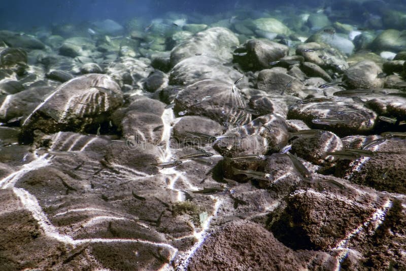 Fishes in Natural Habitat, Freshwater Fishes Stock Photo - Image of ...