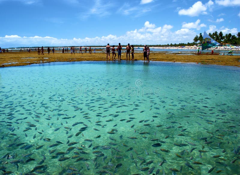 Fishes in a Natural Sea Pool Stock Image - Image of paradise, swimming ...