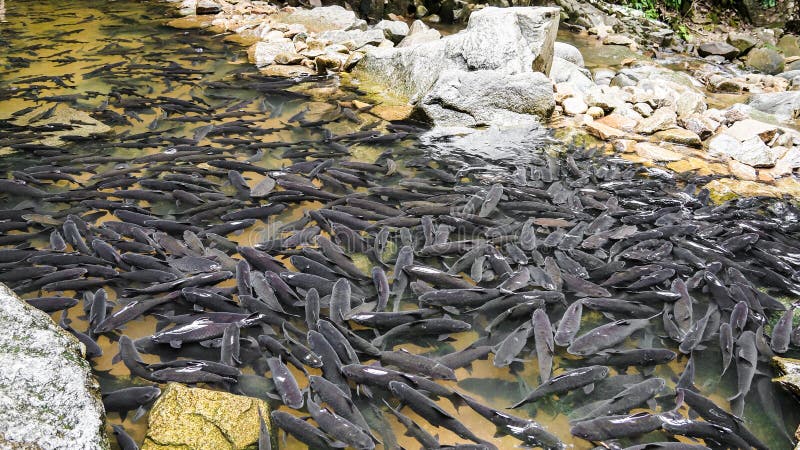 Fishes in natural stream stock photo. Image of travel - 31079088