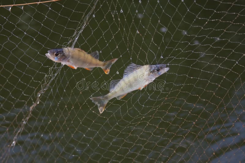 The fishes in net stock image. Image of drop, horizontal - 10575551