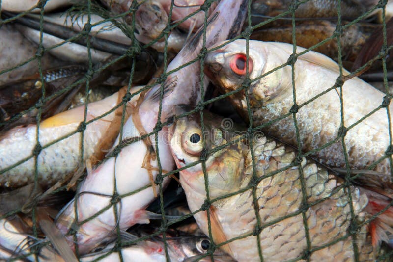Fishes in the net stock image. Image of activity, freshwater - 21610773