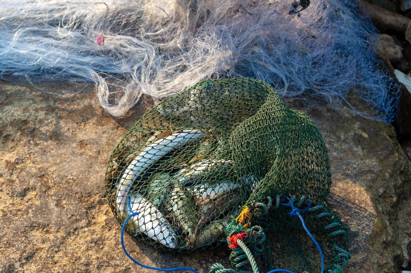 Fishes in Nets Sack, Thailand Fishery Stock Photo - Image of fishes ...