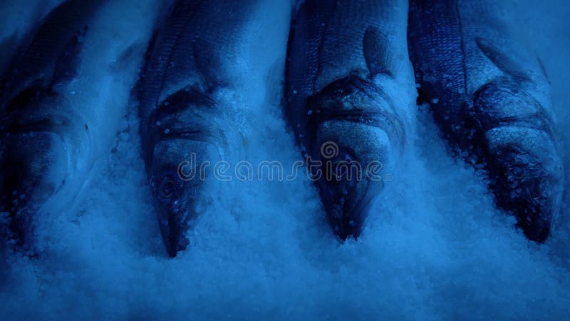 Fishes Packed in Cold Storage Stock Footage - Video of angling, food ...
