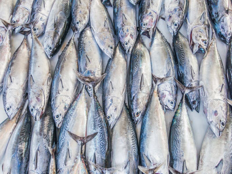 Fishes Pattern or Tuna Pattern Stock Photo - Image of market, tuna ...