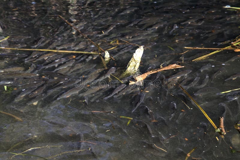 Fishes in a Pond Seen from Above Stock Photo - Image of beautiful ...