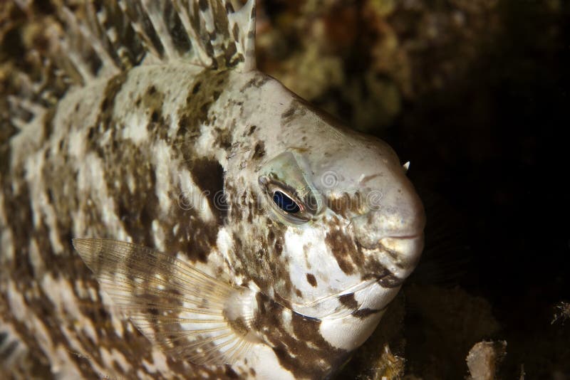 Fishes - Rabbit Fish stock photo. Image of predators - 11757506