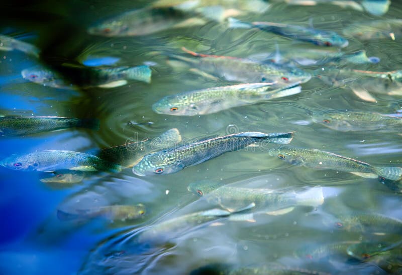 Fishes in the river stock photo. Image of summer, river - 41235766