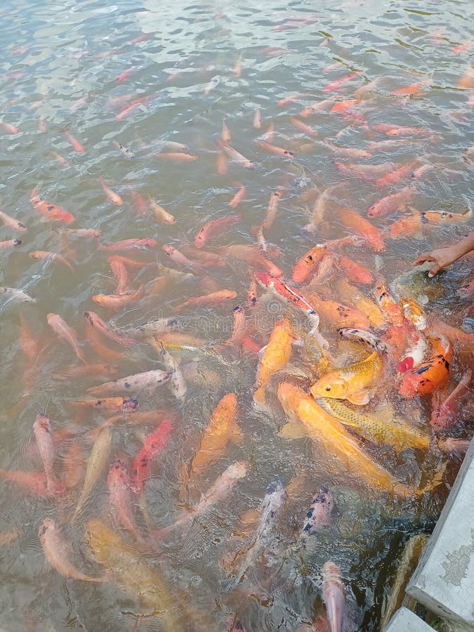 Fishes at the rivers stock image. Image of produce, feed - 261982519