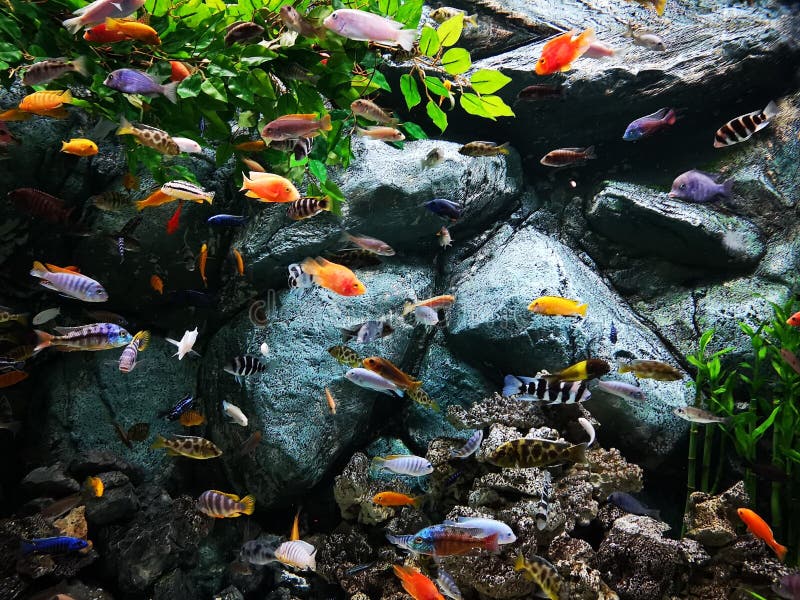 Fishes and rocks stock photo. Image of colorful, fishes - 274657306