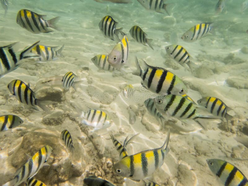 Fishes on sandy seabed stock image. Image of rocky, water - 76782955