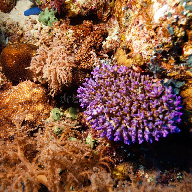 Fishes and Sea Bottom of Ecosystem Stock Photo - Image of environment ...
