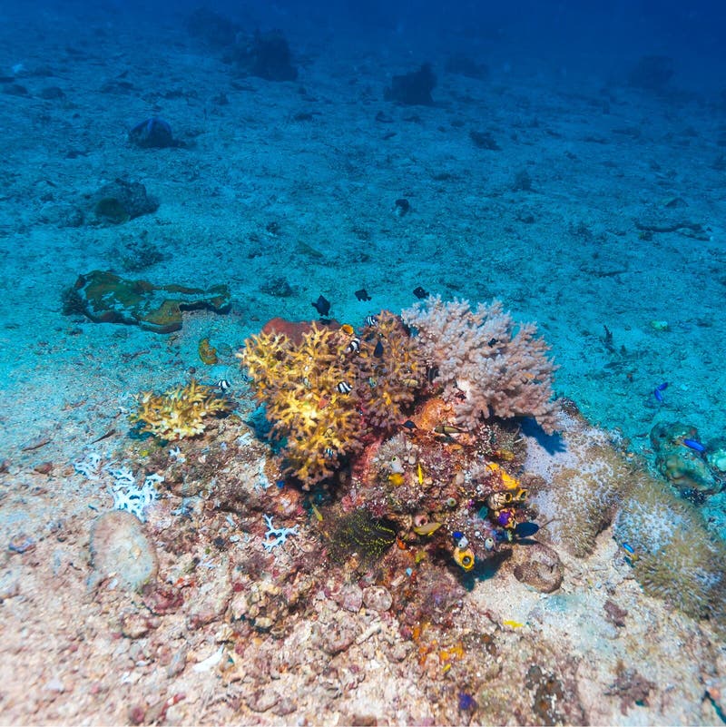 Fishes and Sea Bottom of Ecosystem Stock Image - Image of underwater ...