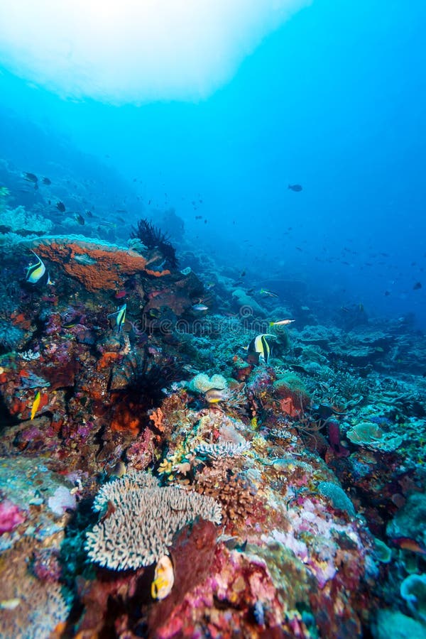 Fishes and Sea Bottom of Ecosystem Stock Image - Image of environment ...