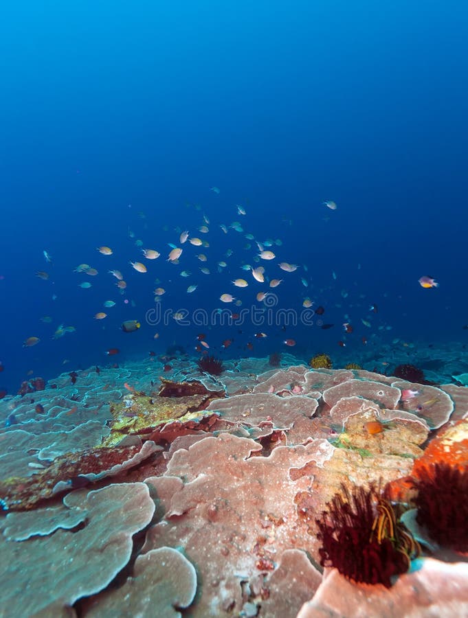 Fishes and Sea Bottom of Ecosystem Stock Image - Image of scuba ...