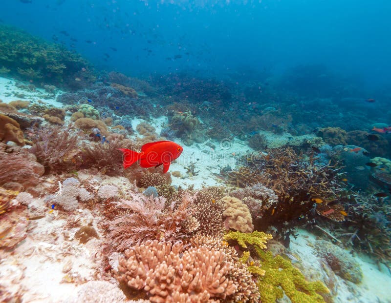 Fishes and Sea Bottom of Ecosystem Stock Image - Image of aquarium ...