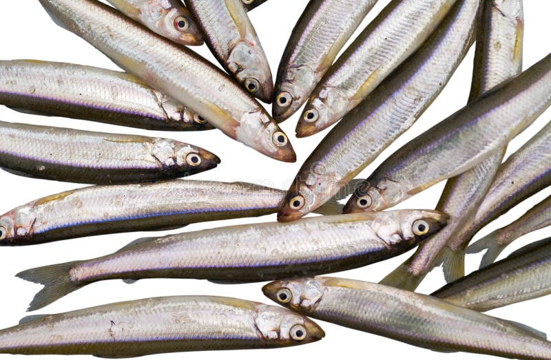 Fishes (smelt) 1 stock image. Image of outdoors, fishing - 12488107
