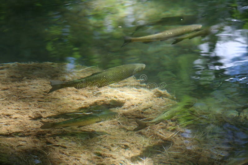 Fishes stock photo. Image of swim, lake, water, swimming - 73003420