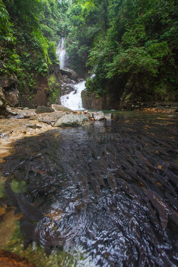 Fishes swim to waterfall stock photo. Image of fresh - 26035664